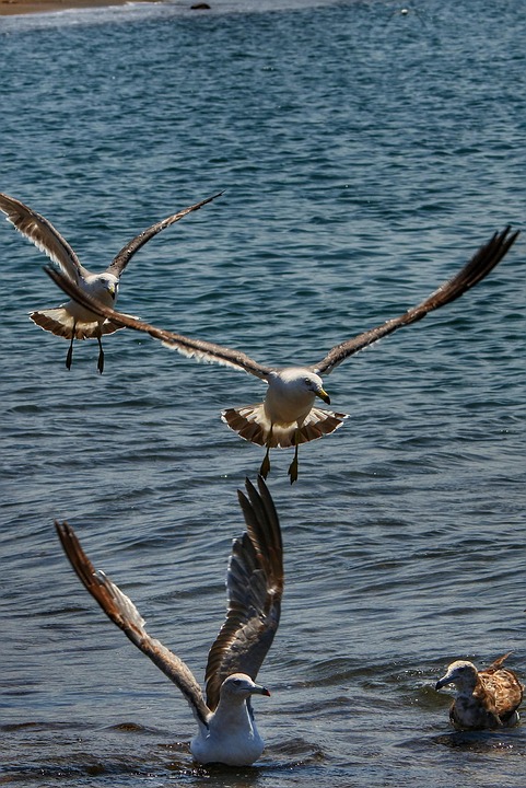 Animal Mar Praia - Foto gratuita no Pixabay - Pixabay