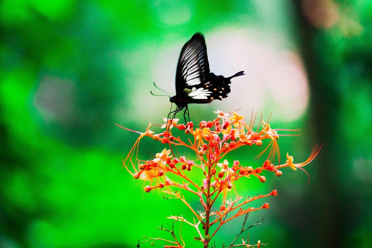 Primavera Naturaleza Mariposa Verde