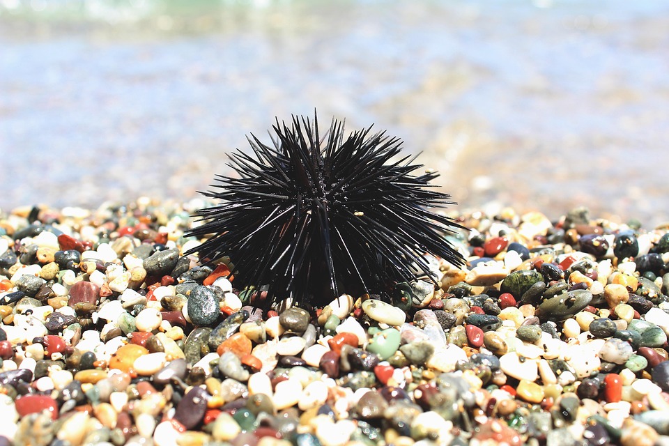 Sea Urchin Pebbles - Free photo on Pixabay - Pixabay