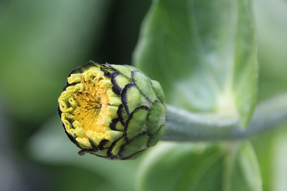 Plante Bourgeon - Photo gratuite sur Pixabay - Pixabay