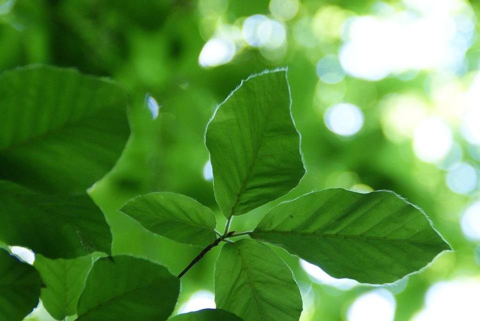 Leaf Against Light Green - Free photo on Pixabay