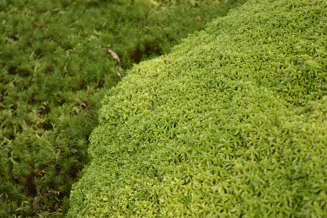 Mousse Herbe Vert - Photo gratuite sur Pixabay - Pixabay