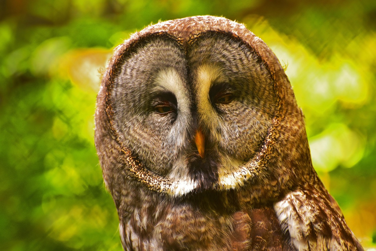 Burung Hantu Mata - Foto gratis di Pixabay - Pixabay