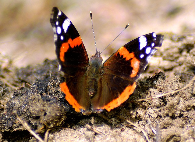 Amiral Papillon Aile - Photo gratuite sur Pixabay - Pixabay