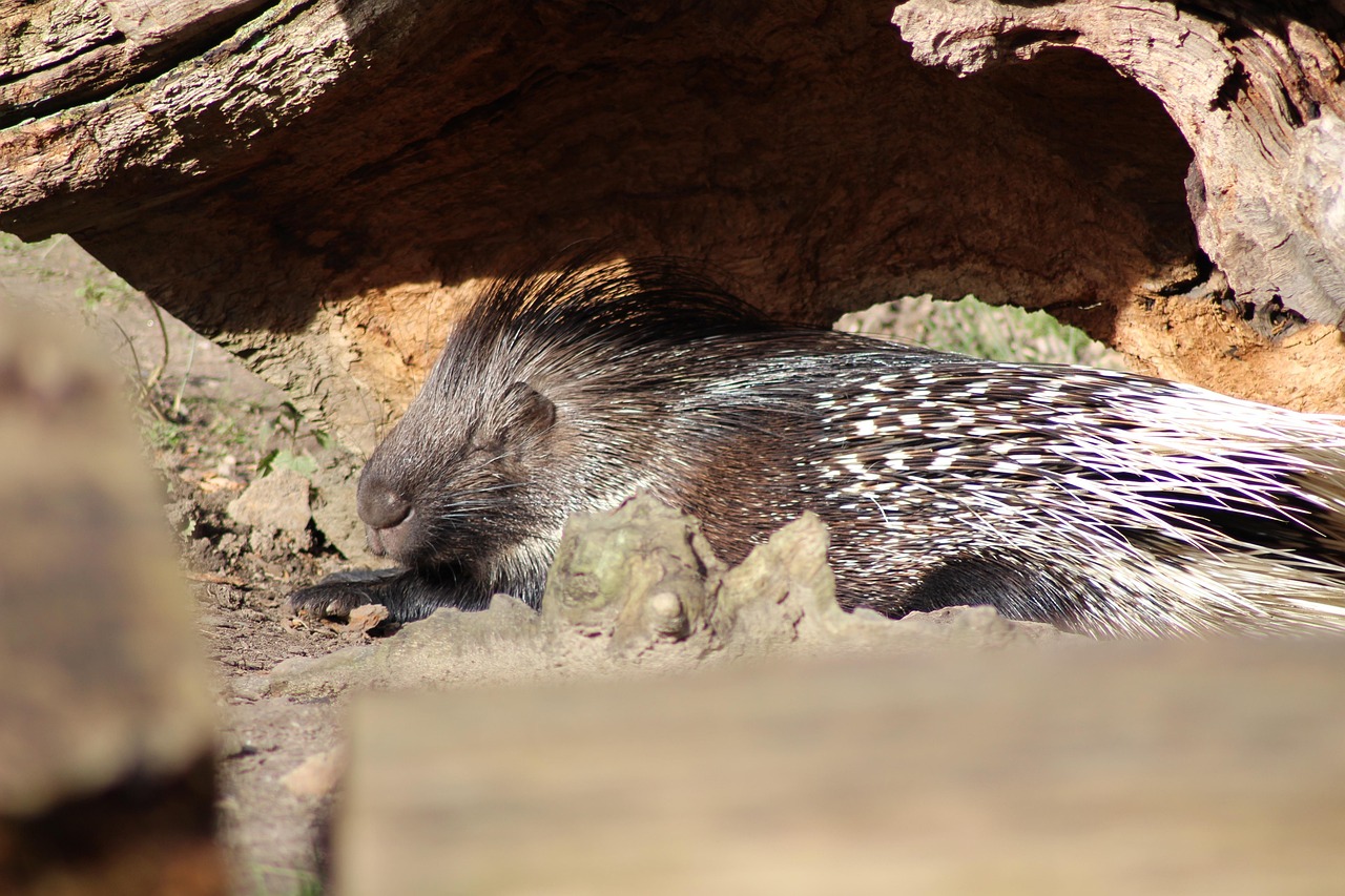 90+ Free Porcupines & Nature Images - Pixabay