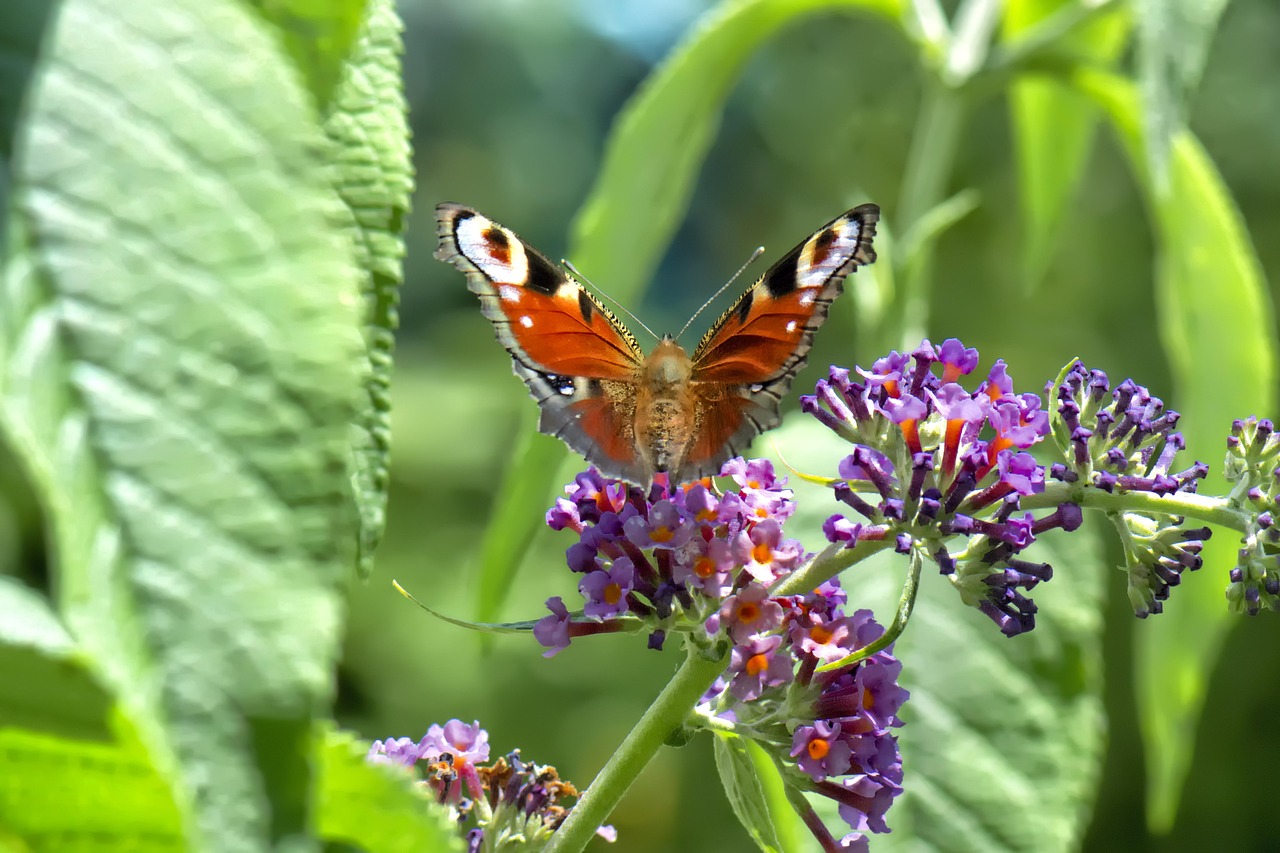 Mariposa Wings Verde - Foto gratis en Pixabay - Pixabay