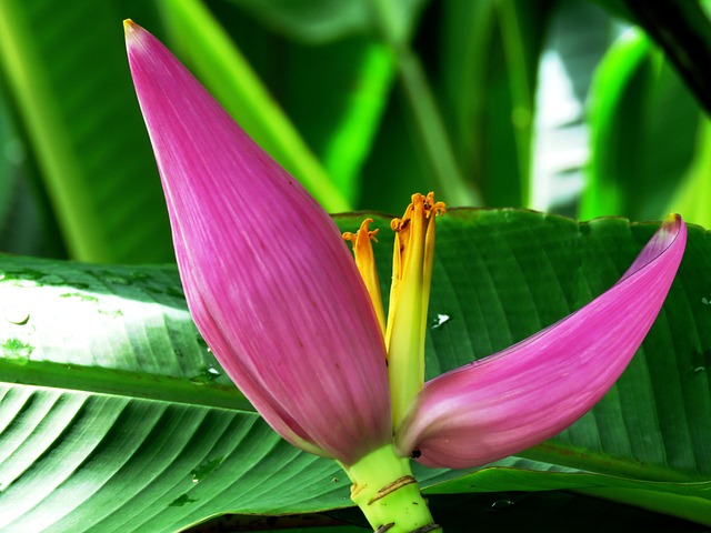 Flor De Banano Rosado - Foto gratis en Pixabay - Pixabay