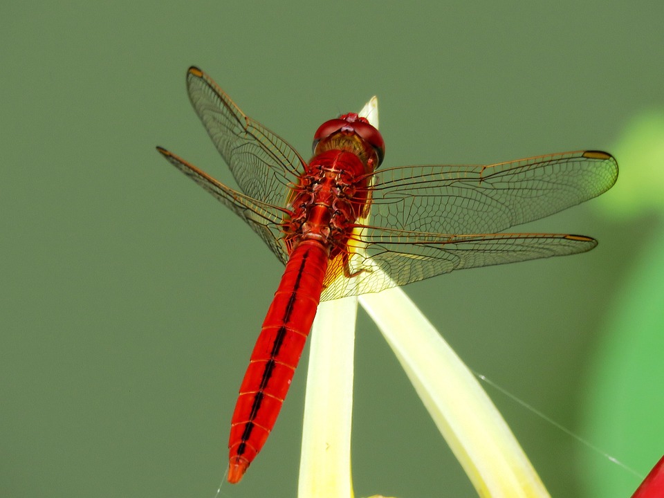 Lalat Naga Merah Lajang - Foto gratis di Pixabay