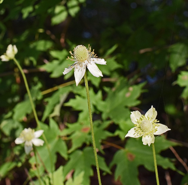 Anémone Virginiana Giroflée Fleur - Photo gratuite sur Pixabay - Pixabay