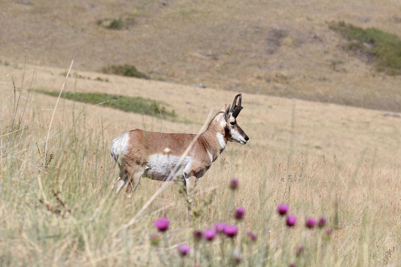 Pronghorn Antelope - Free photo on Pixabay - Pixabay
