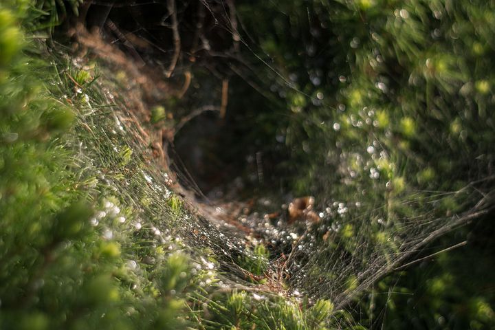 40+ Free Webbed Nest & Web Images - Pixabay