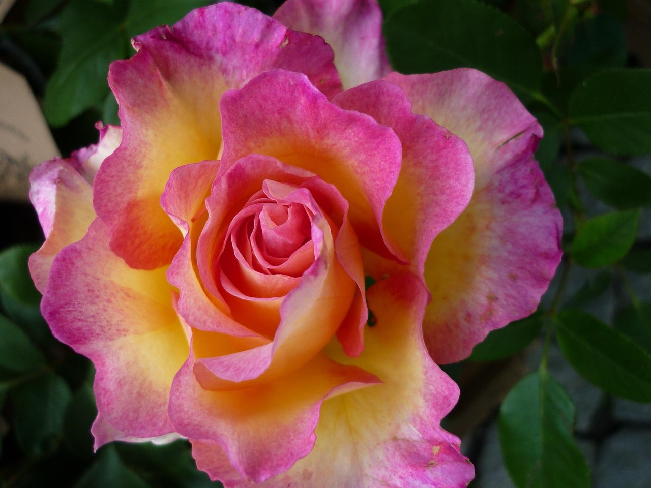 Rose Nature Magnificent - Free photo on Pixabay - Pixabay