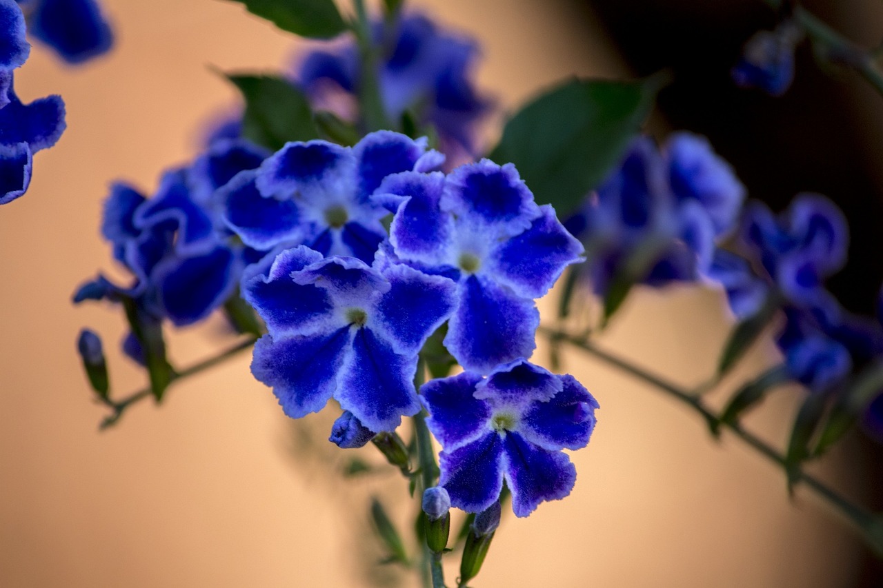 Purple Flower Gardening Free Photo On Pixabay Pixabay Purple Flower Gardening Free Photo On Pixabay Pixabay