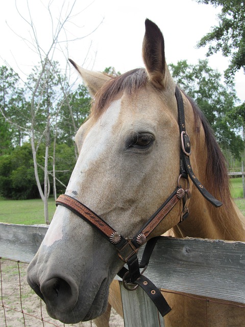 Horse Buckskin Tan - Free photo on Pixabay - Pixabay