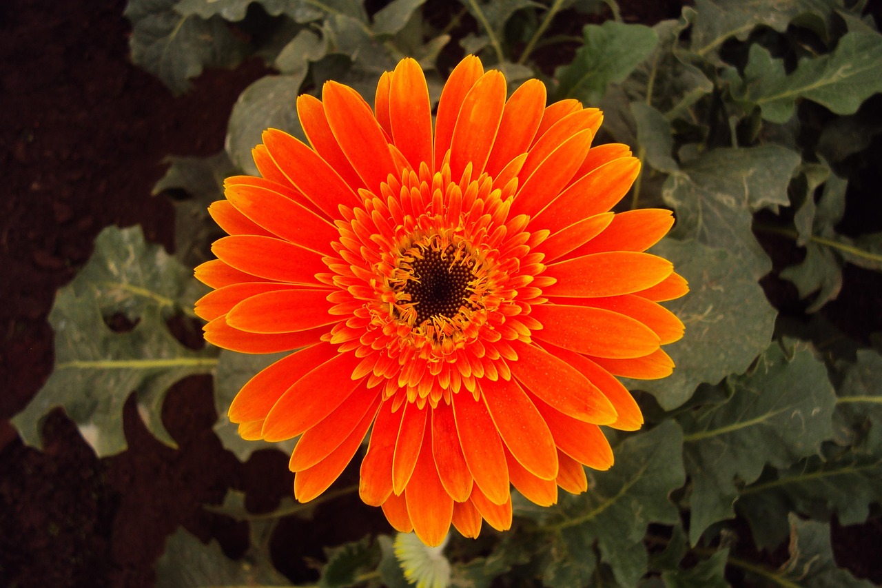 Mais de 400.000 imagens grátis de Flower Blossom e Blossom - Pixabay