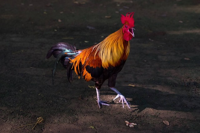 O Galo Cante Natureza - Foto gratuita no Pixabay