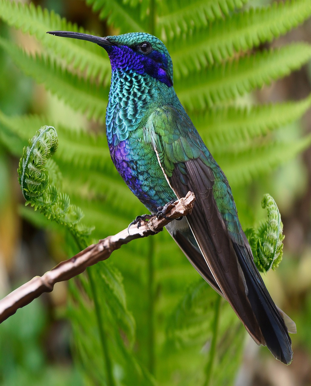Humming-Bird Bird Nature - Free photo on Pixabay - Pixabay