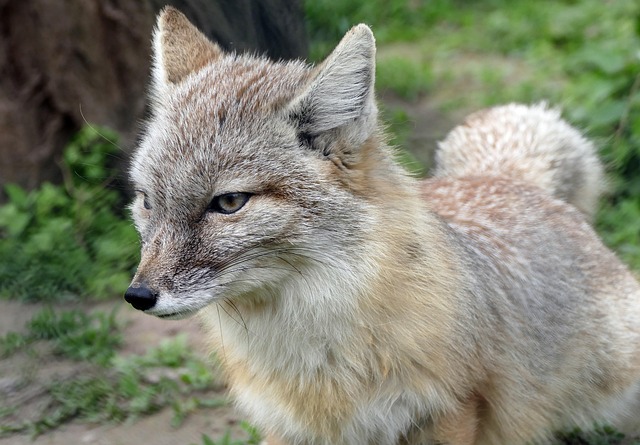 Fox Animal Wildlife - Free photo on Pixabay