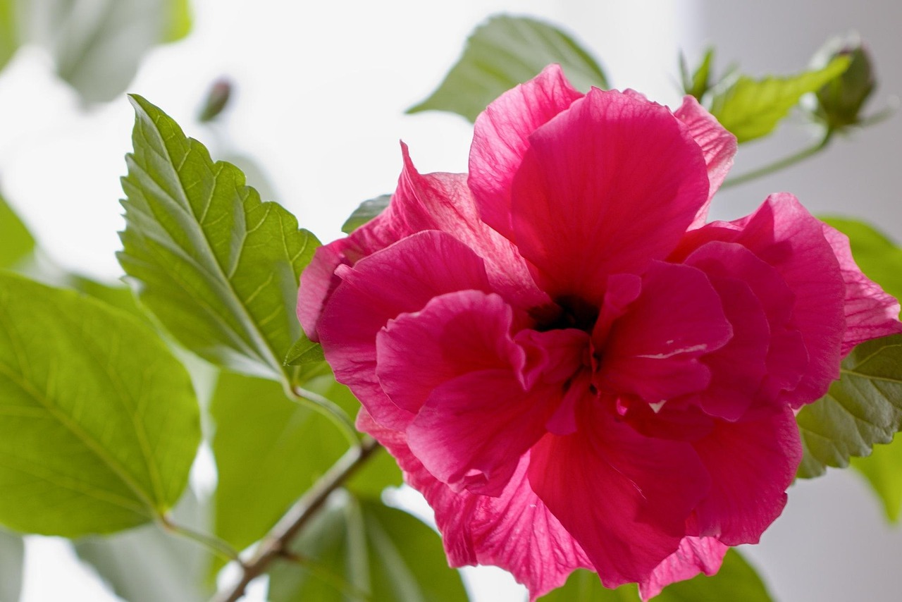 Hibiscus Floraison - Photo gratuite sur Pixabay - Pixabay