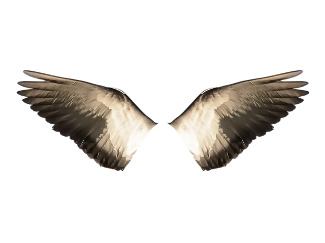 20,000+ Free Wing Png & Png Images - Pixabay