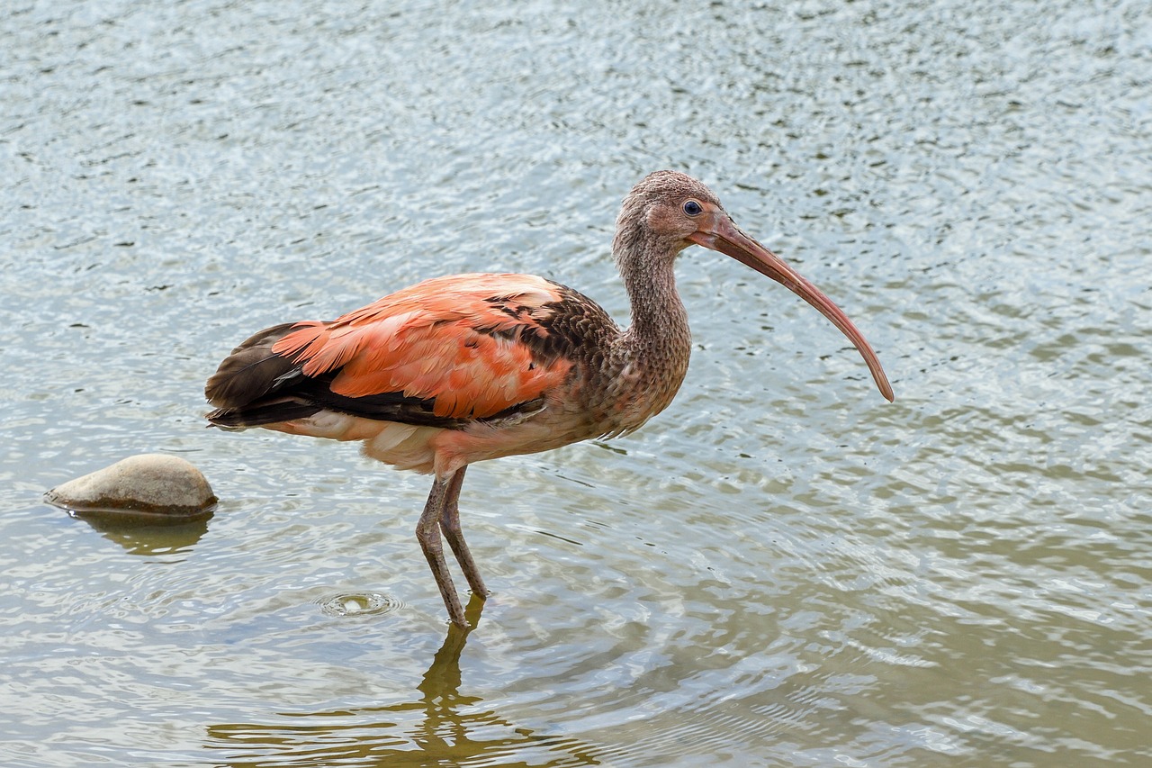 Ibis Bird Wader - Free photo on Pixabay