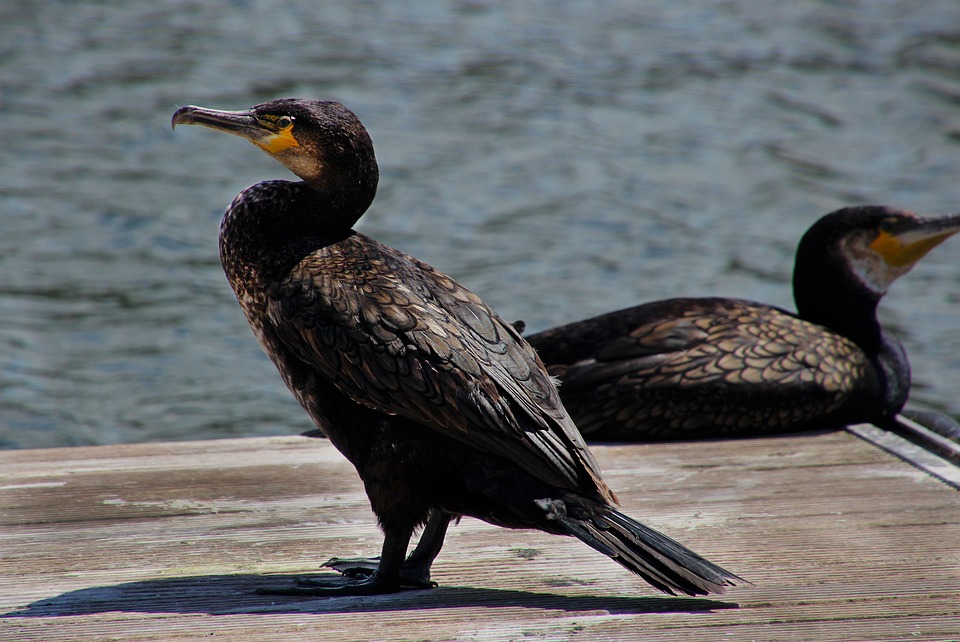 Cormorant Bird Nature - Free photo on Pixabay