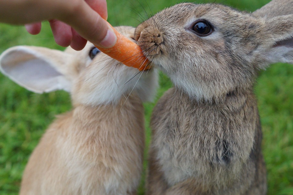 Kaninchen Hasen Fressen Kostenloses Foto Auf Pixabay