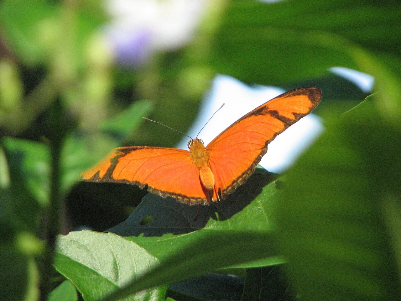 Papillon La Nature - Photo gratuite sur Pixabay - Pixabay