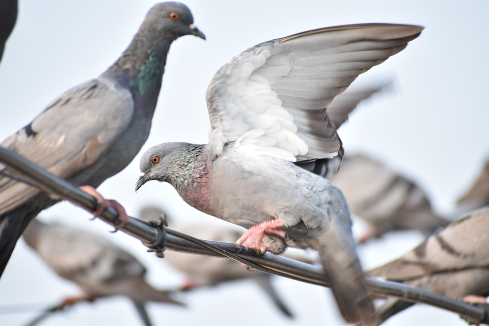Gefieder Taube Wie - Kostenloses Foto auf Pixabay