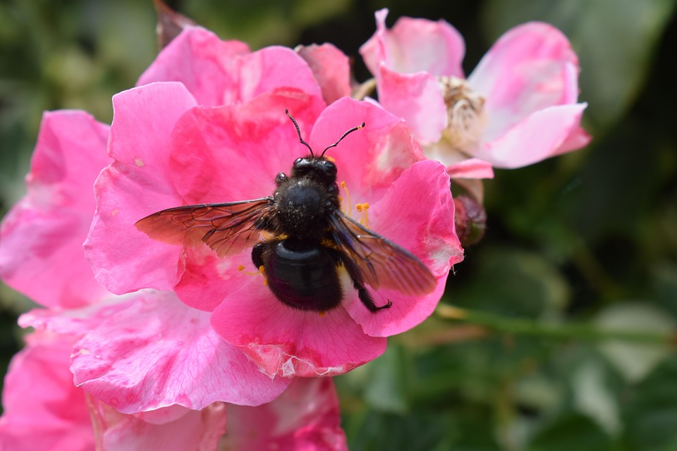 Pink Flower Carpenter - Free photo on Pixabay - Pixabay