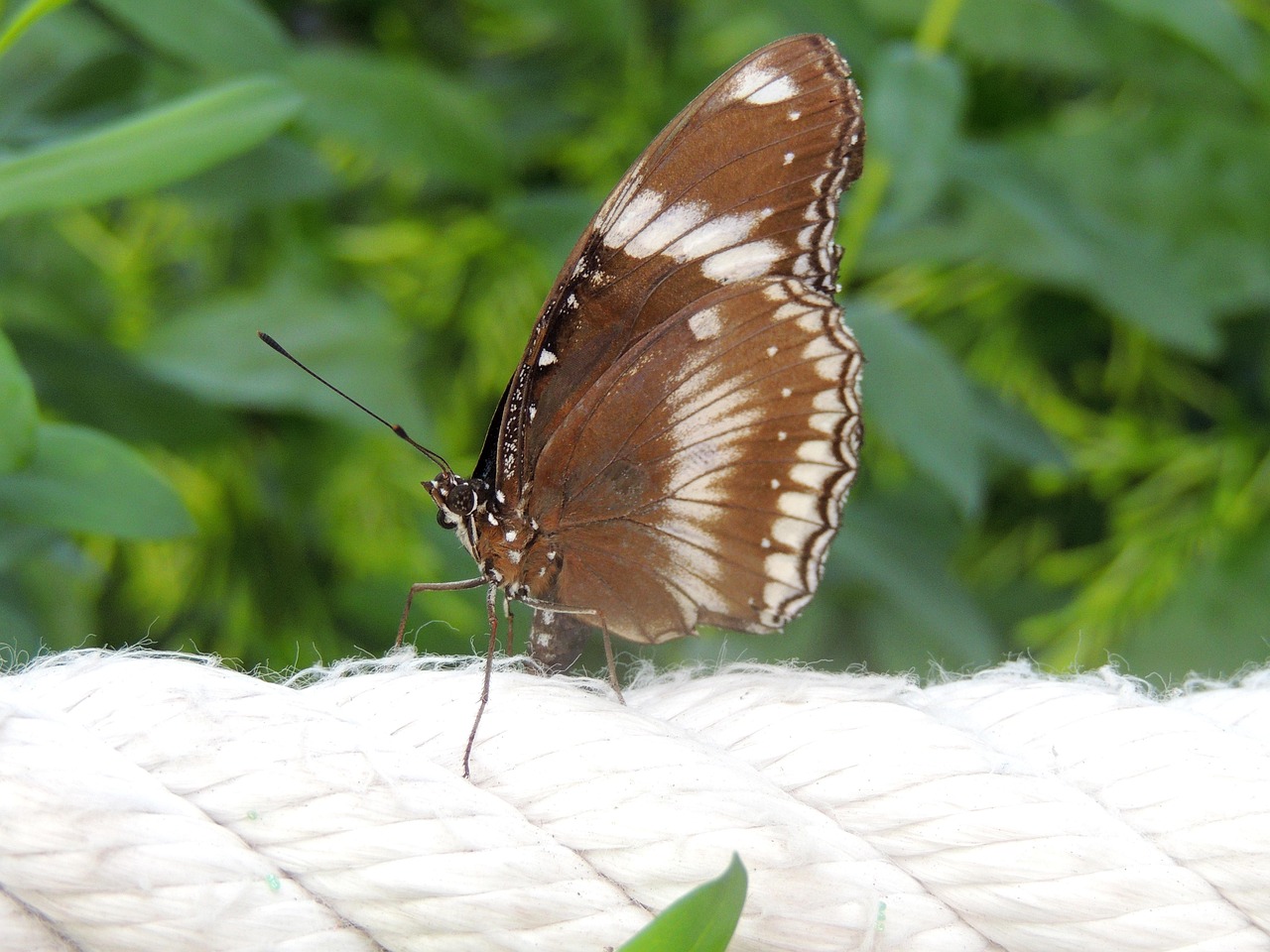 Papillon Insecte Aile - Photo gratuite sur Pixabay - Pixabay