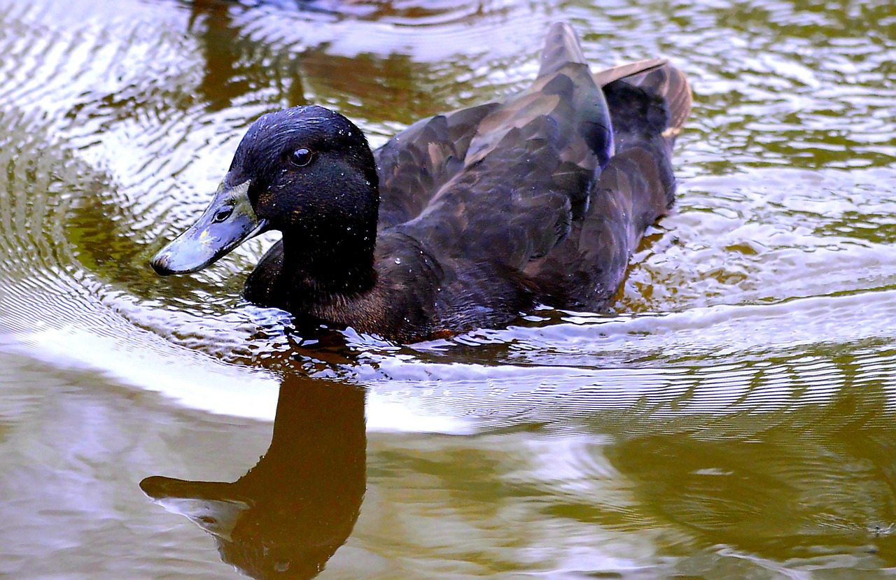 Pato Agua Animal Ave - Foto gratis en Pixabay - Pixabay