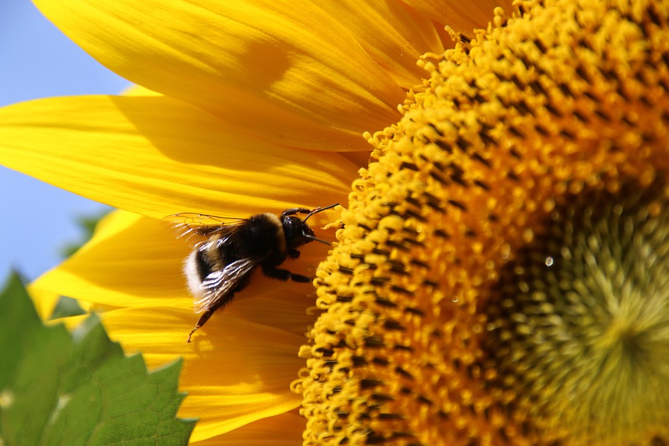 Girasol Amarillo Flor - Foto gratis en Pixabay - Pixabay