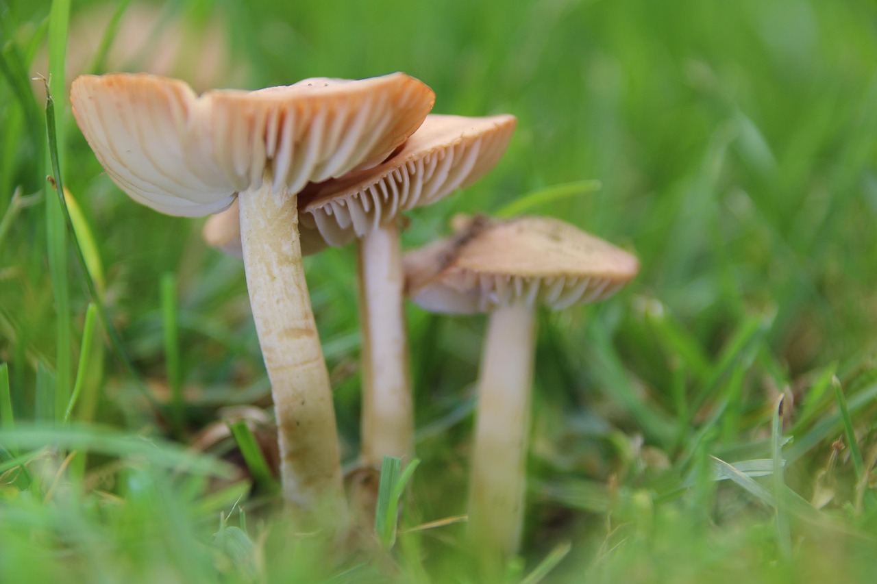 Mushrooms Lawn - Free photo on Pixabay - Pixabay