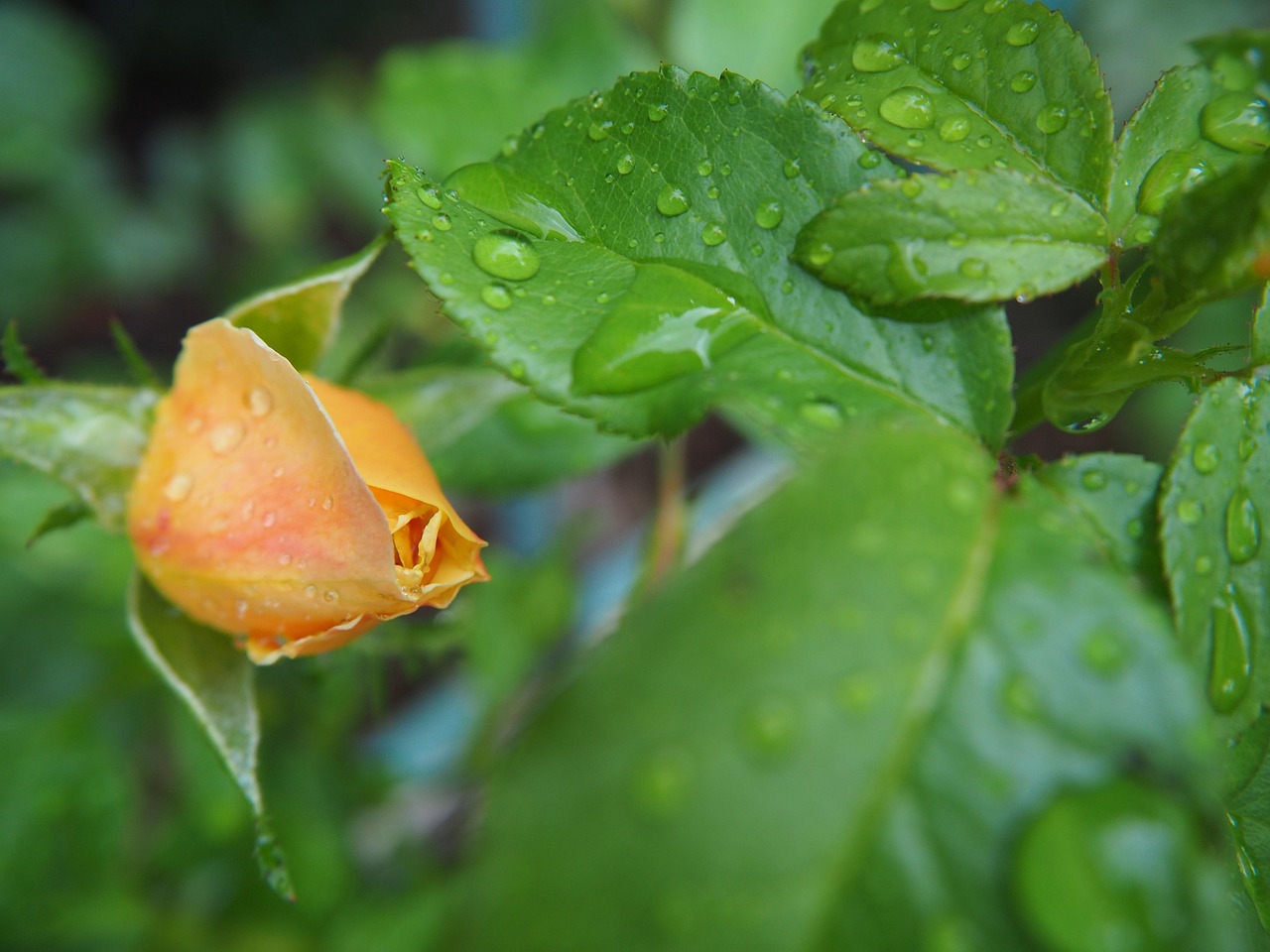 Rose Bourgeon Jardin - Photo gratuite sur Pixabay