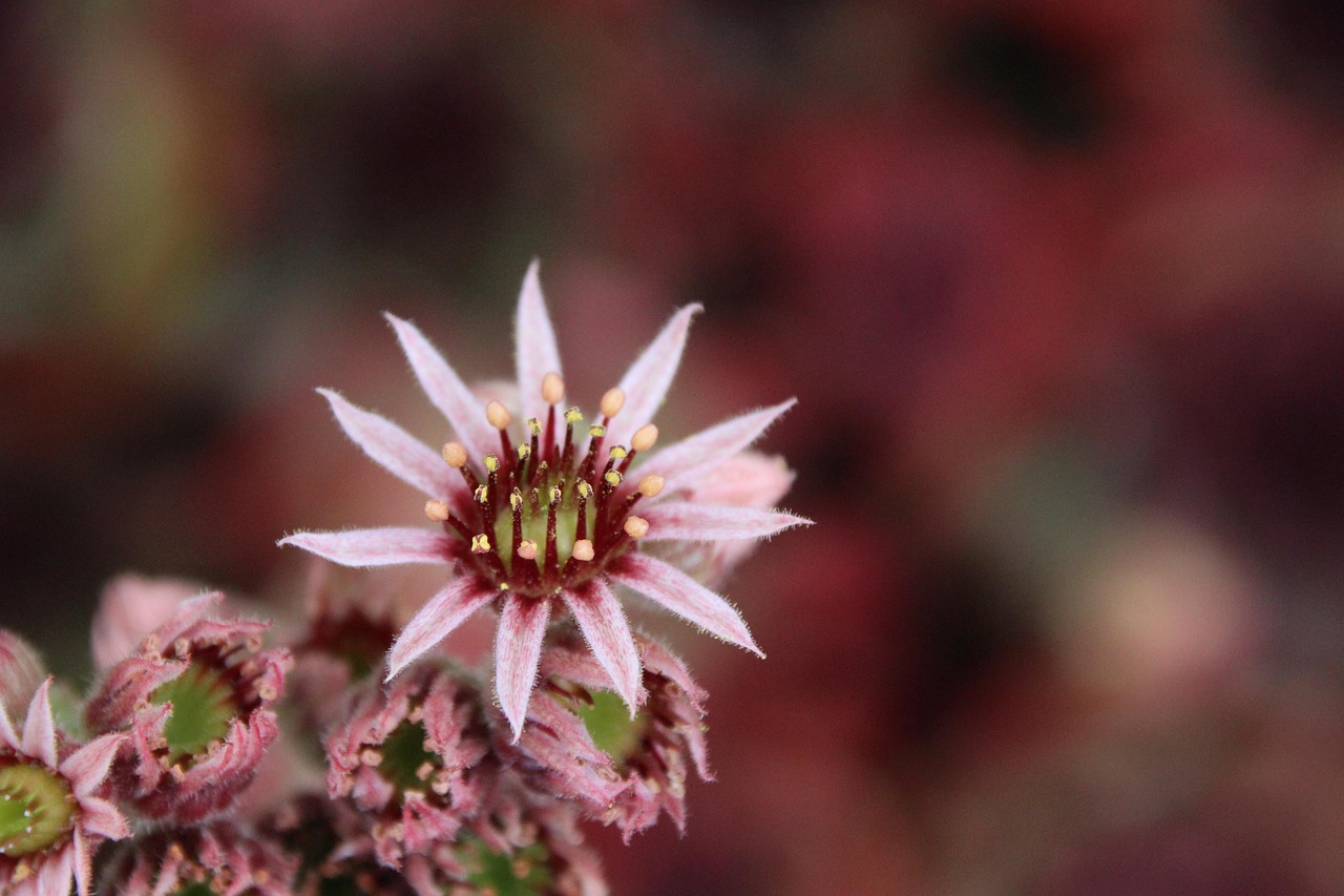 Raíz Flor Jardín De - Foto gratis en Pixabay - Pixabay