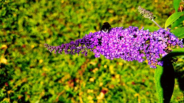 Flor Belleza - Foto gratis en Pixabay - Pixabay