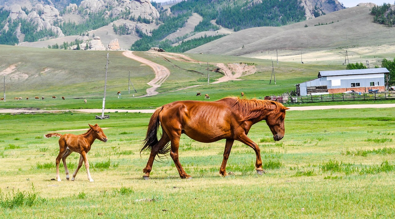 Foal Mare Horse - Free photo on Pixabay - Pixabay