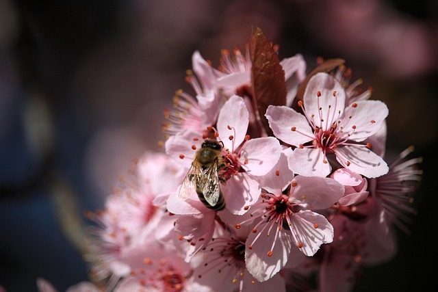 Naturaleza Insecto Abeja - Foto gratis en Pixabay - Pixabay