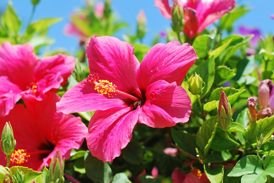 Fleur Hibiscus Jardin - Photo gratuite sur Pixabay