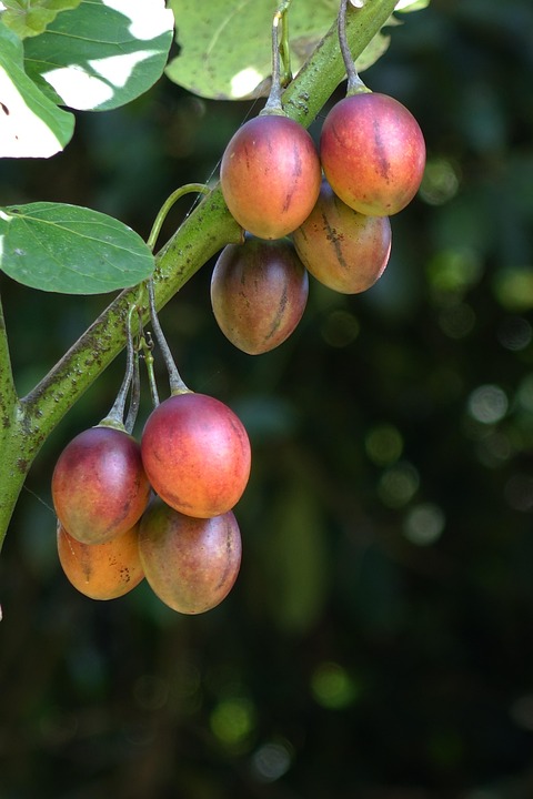 Fruits Sauvages Arbre Fan Jia - Photo gratuite sur Pixabay - Pixabay