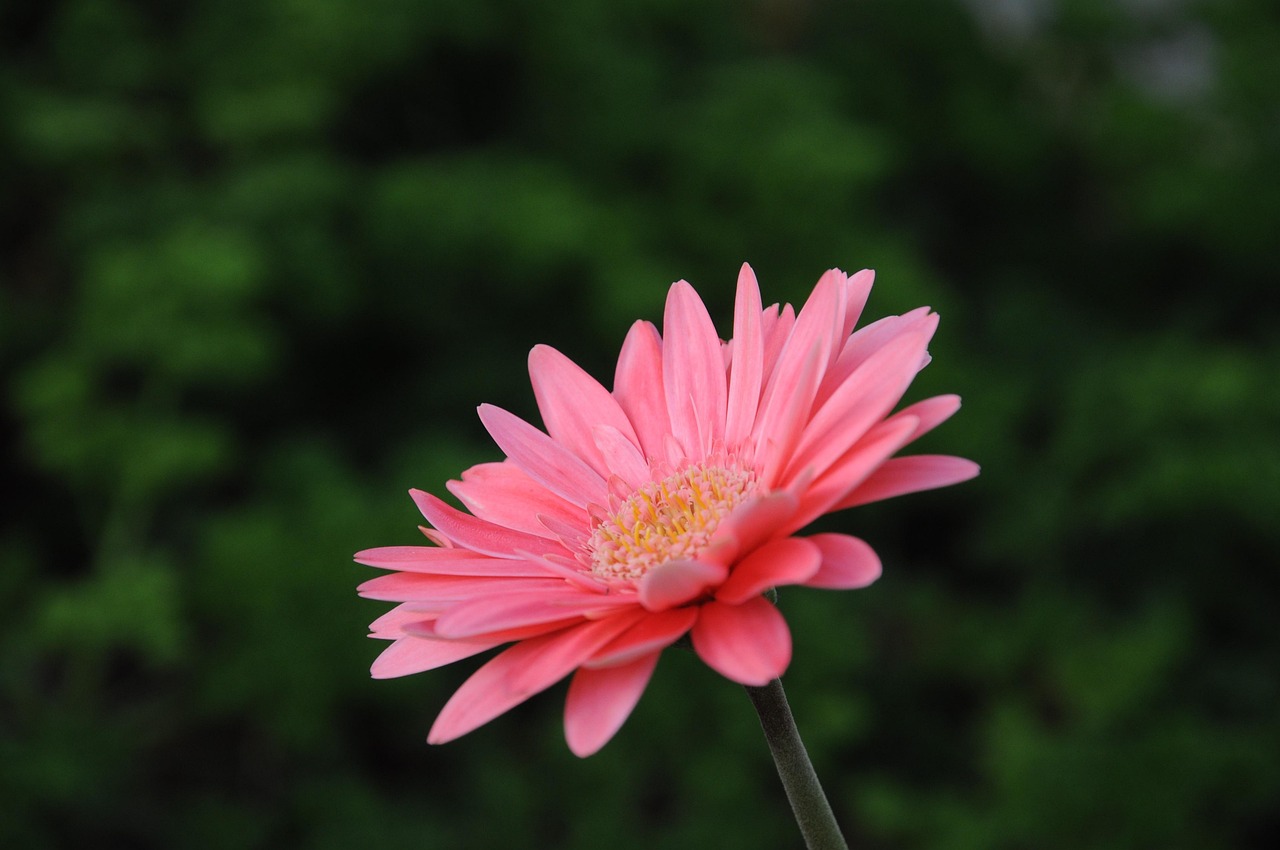 Gerbera Viridifolia Planta Perene - Foto gratuita no Pixabay - Pixabay