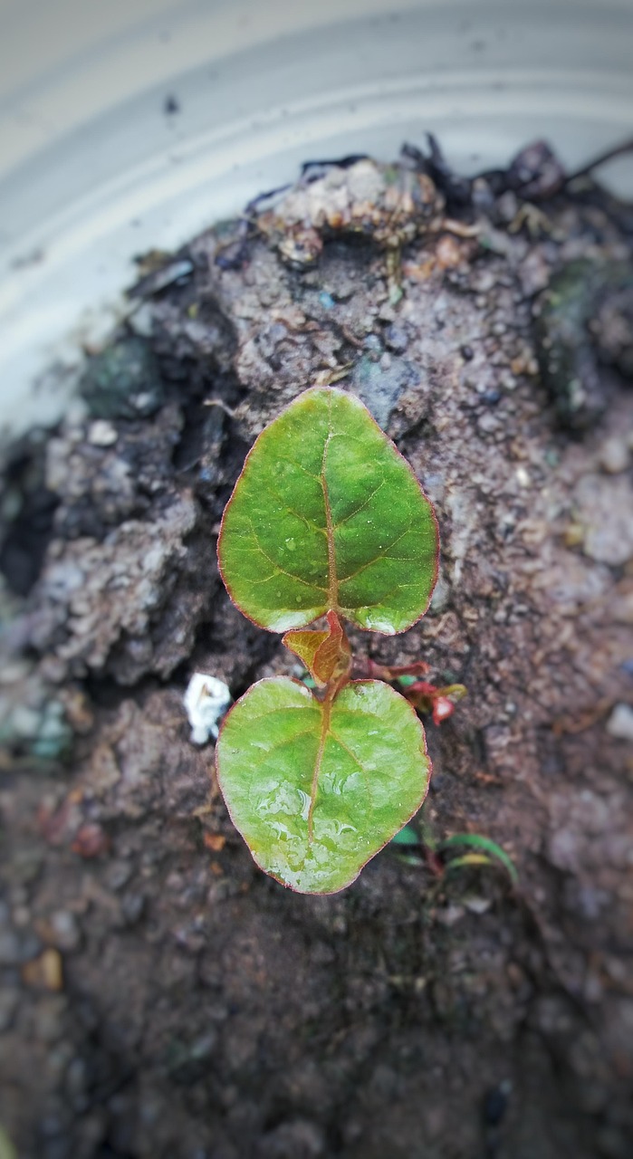 10+ Free Beanstalk & Nature Images - Pixabay