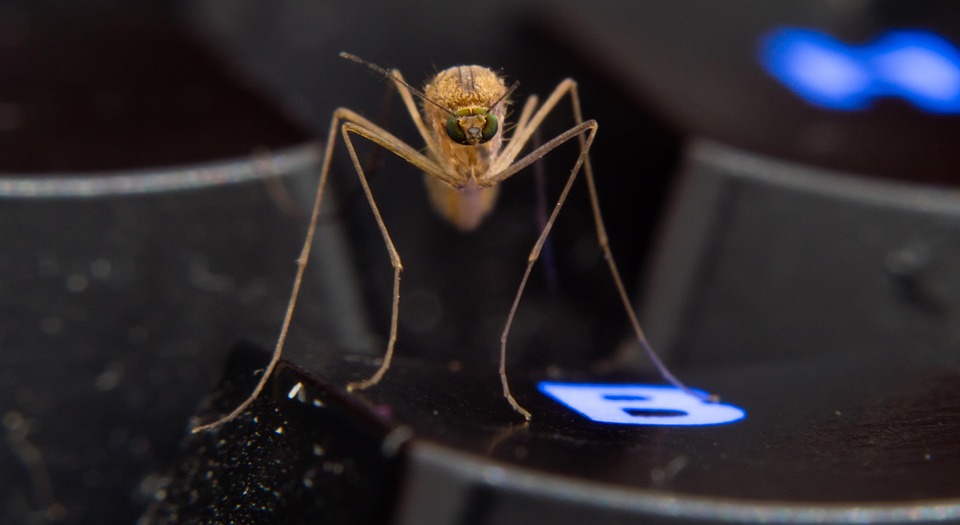 Mosquito Keyboard Insect - Free photo on Pixabay - Pixabay