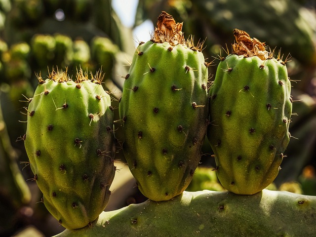 Higo Chumbo Planta Cactus - Foto gratis en Pixabay - Pixabay