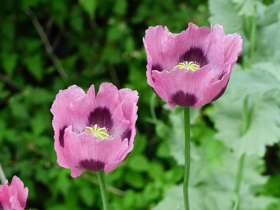 Poppy Pink Flowers - Free photo on Pixabay