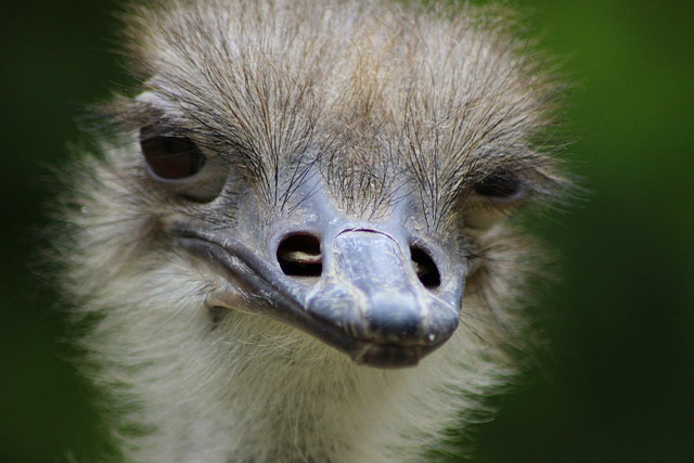 Zoo Animal Sauvage Strauss La - Photo gratuite sur Pixabay - Pixabay