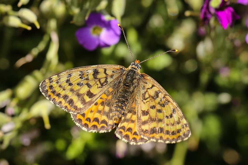 Butterfly Animals Medium - Free photo on Pixabay - Pixabay