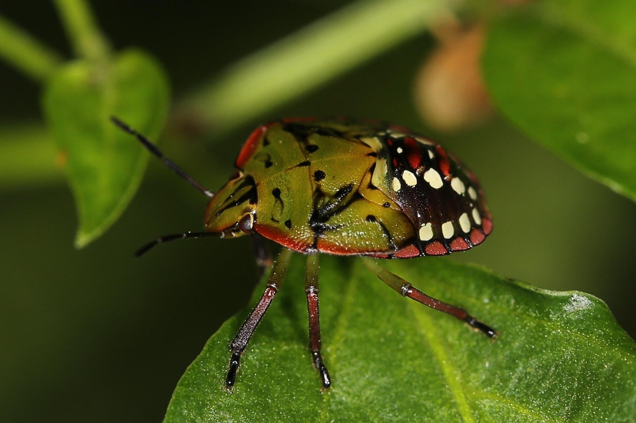 Nymph Of Nezara Viridula Green - Free photo on Pixabay