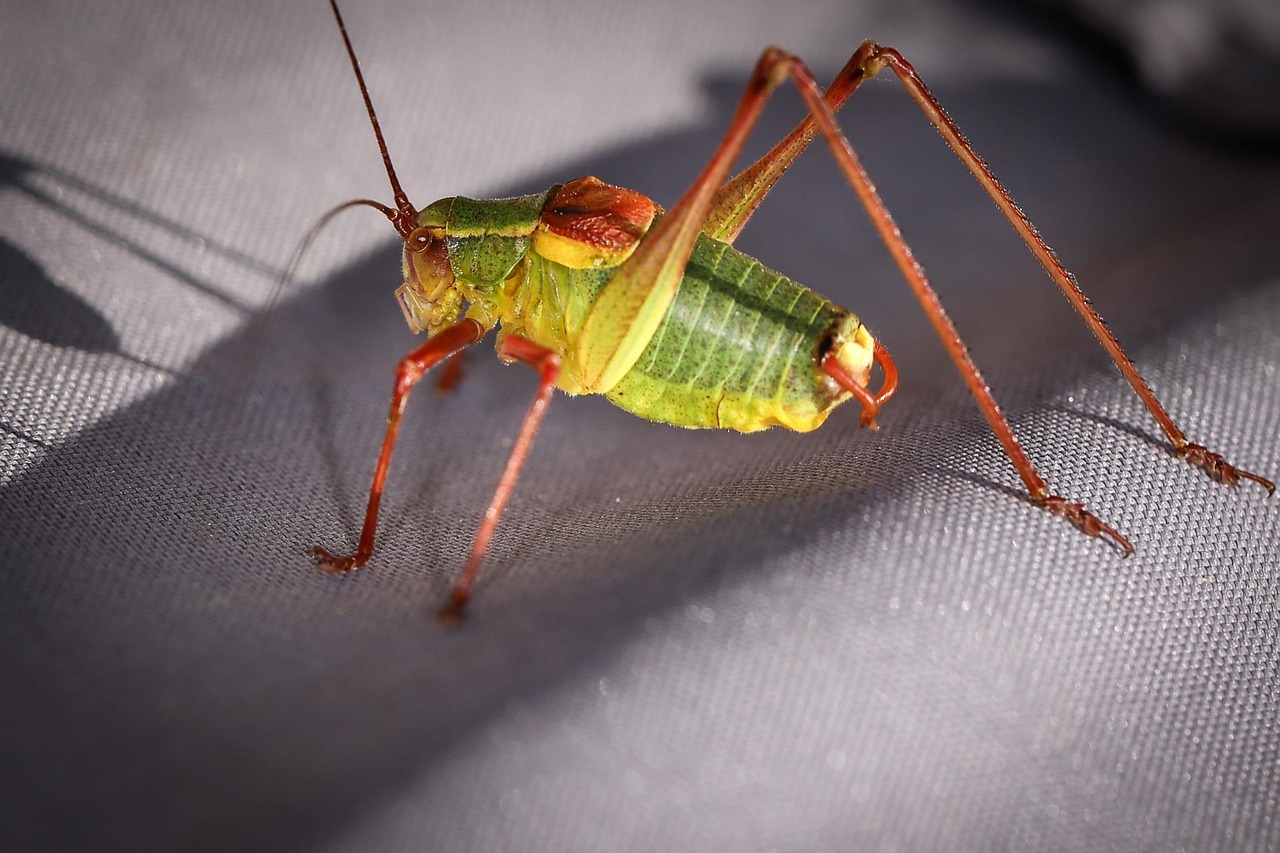 Animales Saltamontes Insectos La - Foto gratis en Pixabay - Pixabay